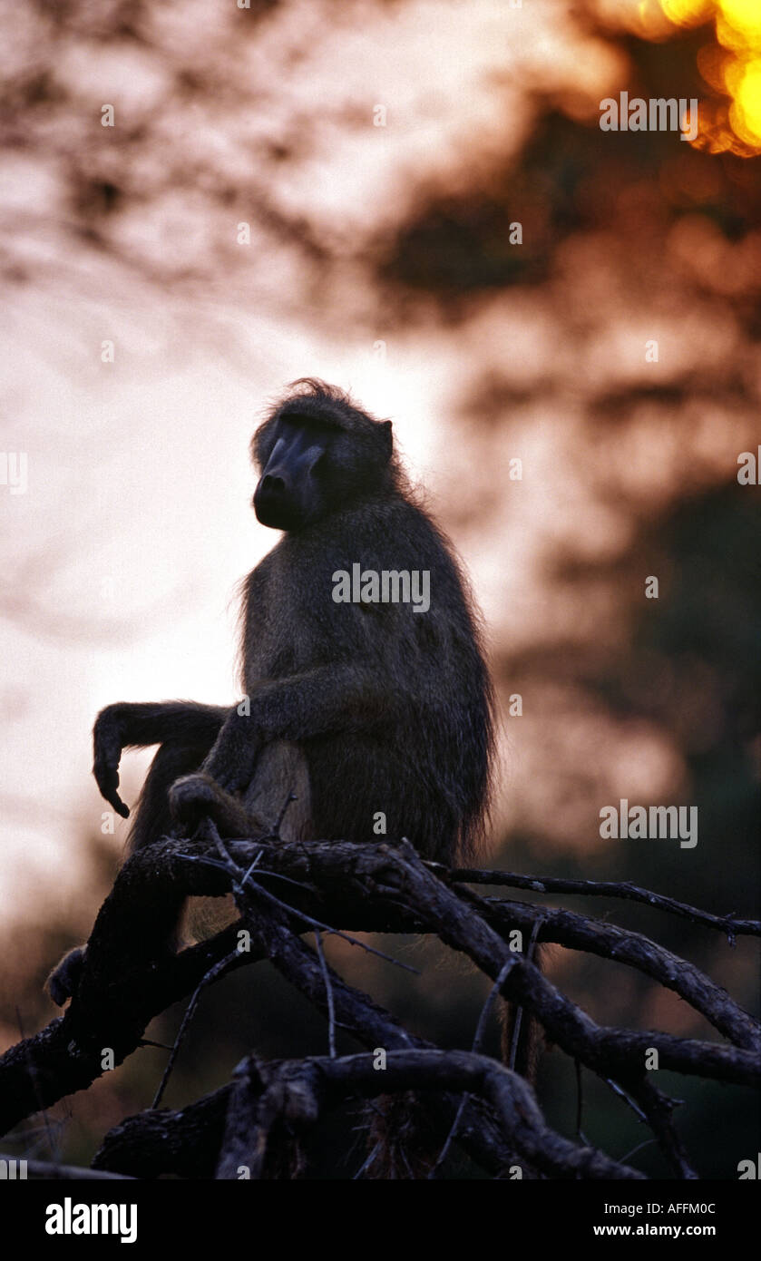 Hamadryas baboon rocks hi-res stock photography and images - Alamy