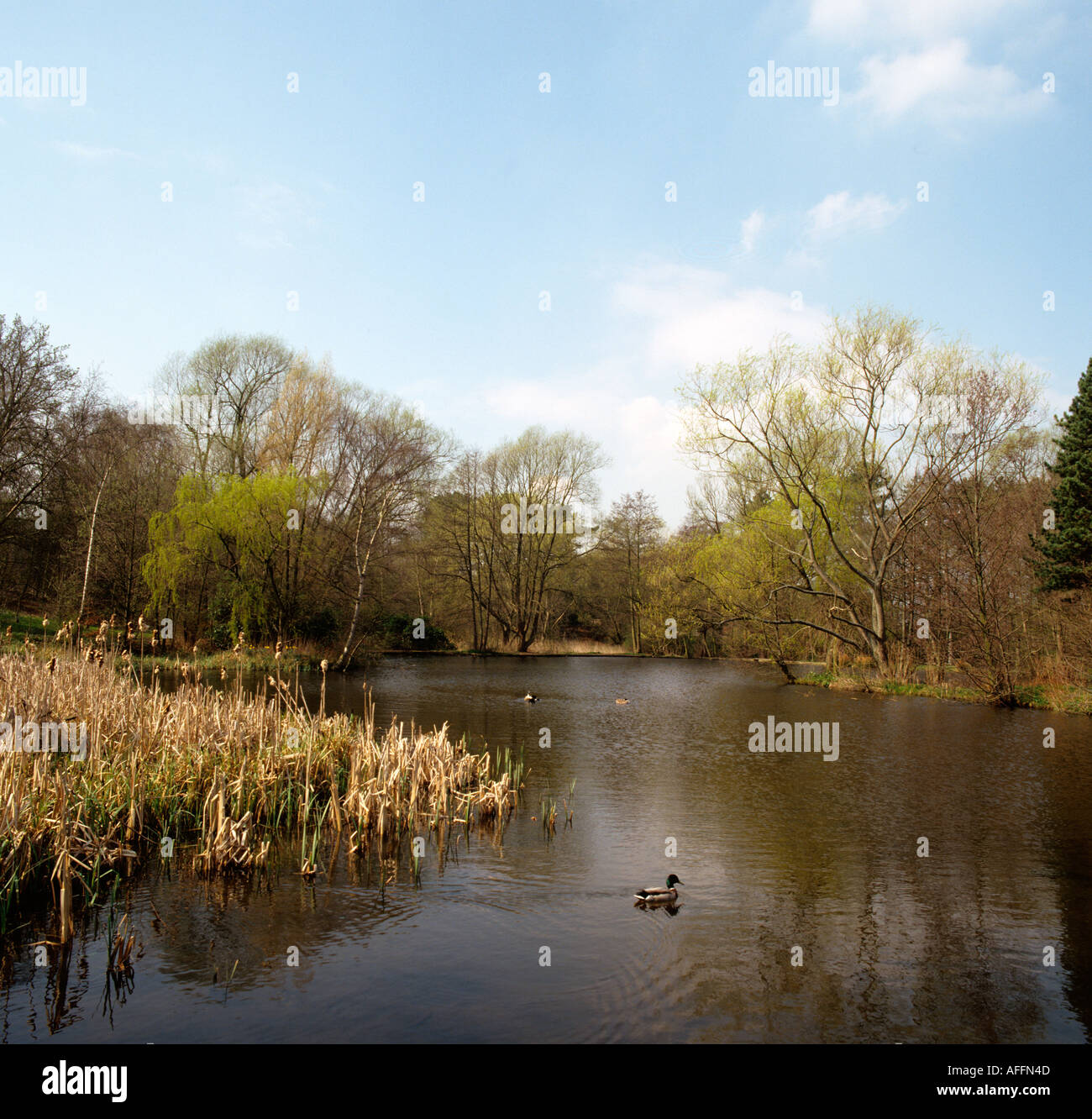Cheshire Stockport Bramhall Park Lake Stock Photo - Alamy