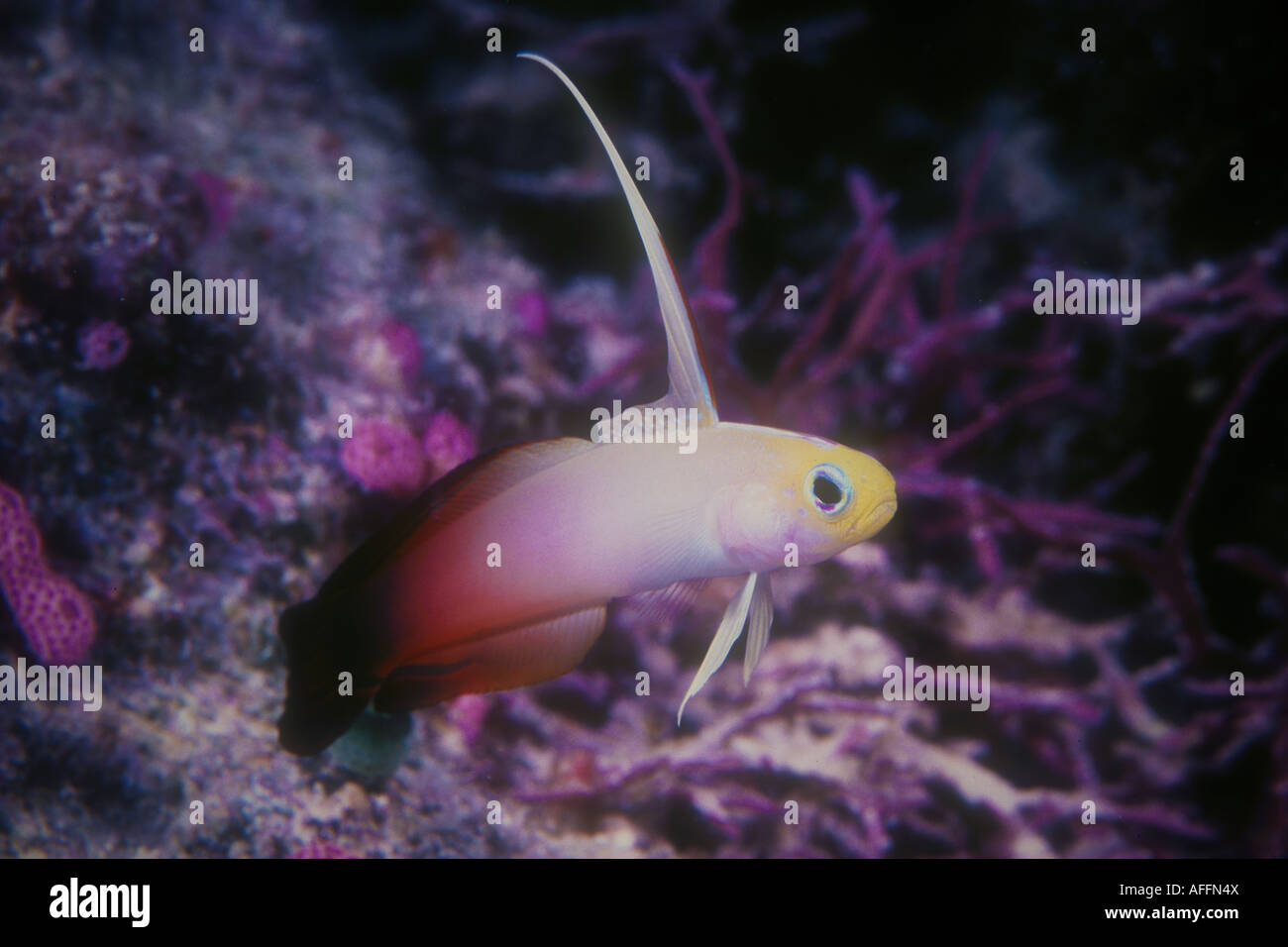 A Fire dartfish, Nemateleotris magnifica, flashes its distinctive ...
