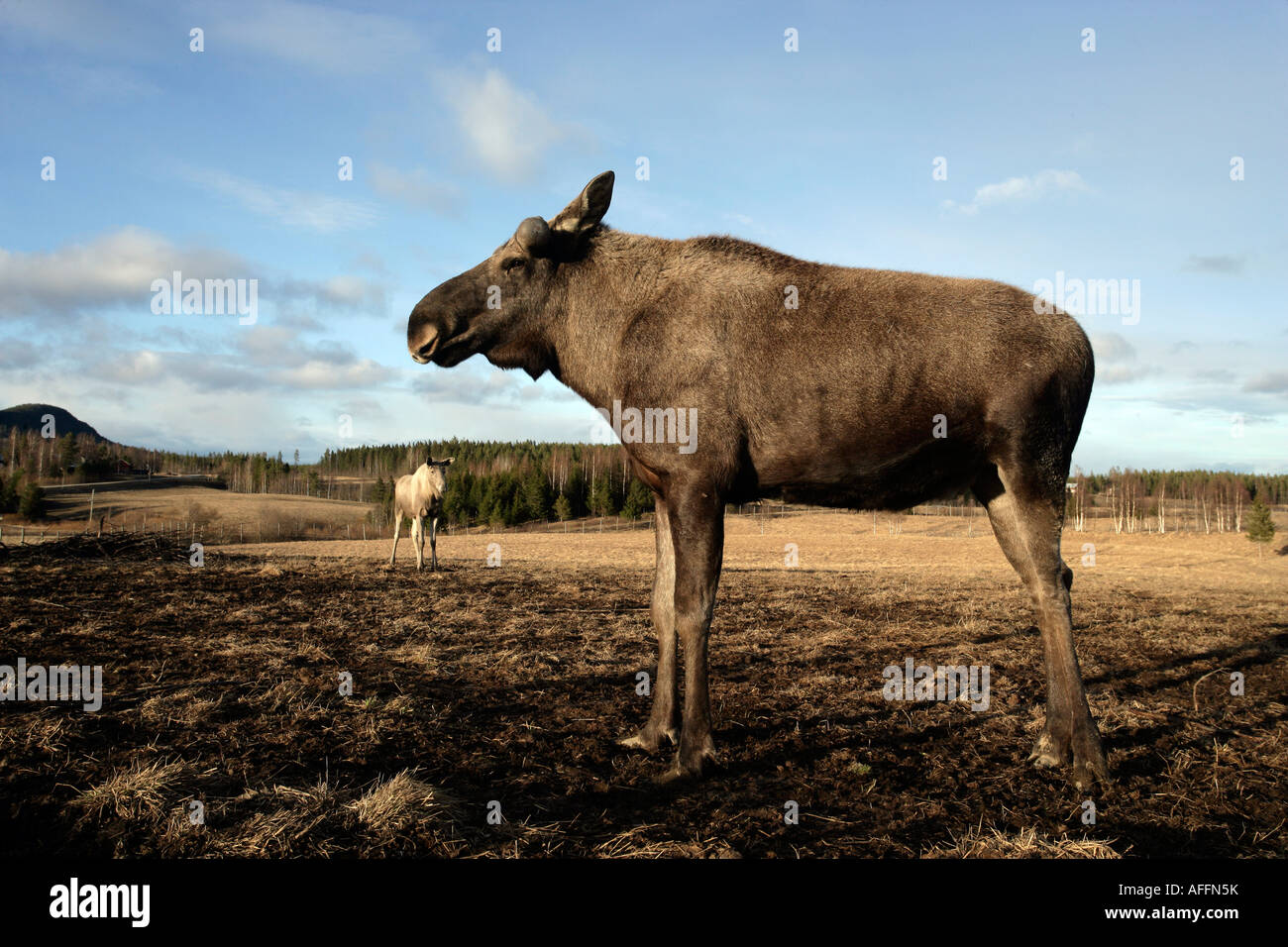 Moose sweden hi-res stock photography and images - Alamy