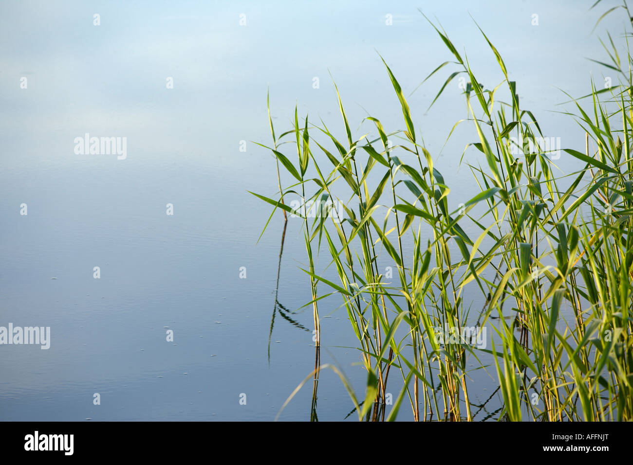 Reeds, Titchwell Marshes RSPB Reserve, Norfolk, UK Stock Photo - Alamy