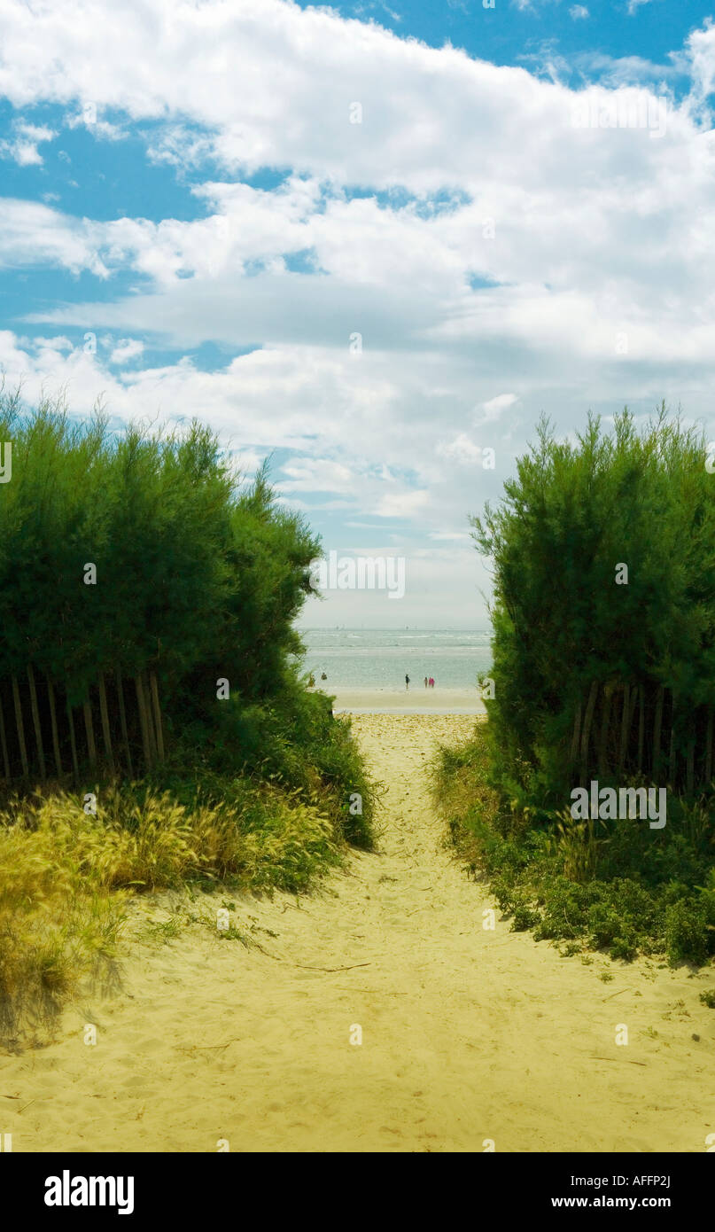 Sandy pathway down to the beach through shrubs with sea in the distance ...