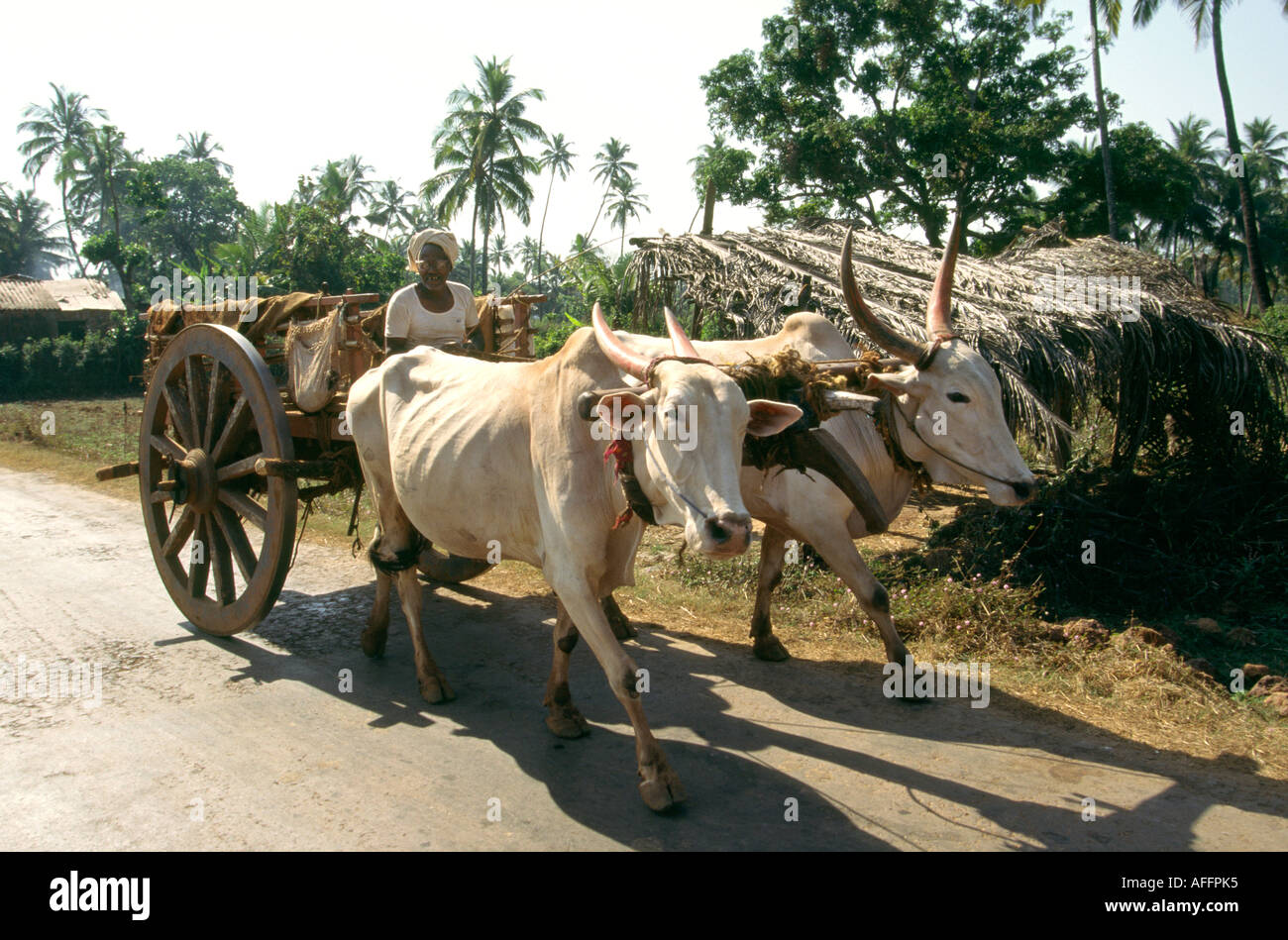 Indian bullock cart driver hi-res stock photography and images - Alamy