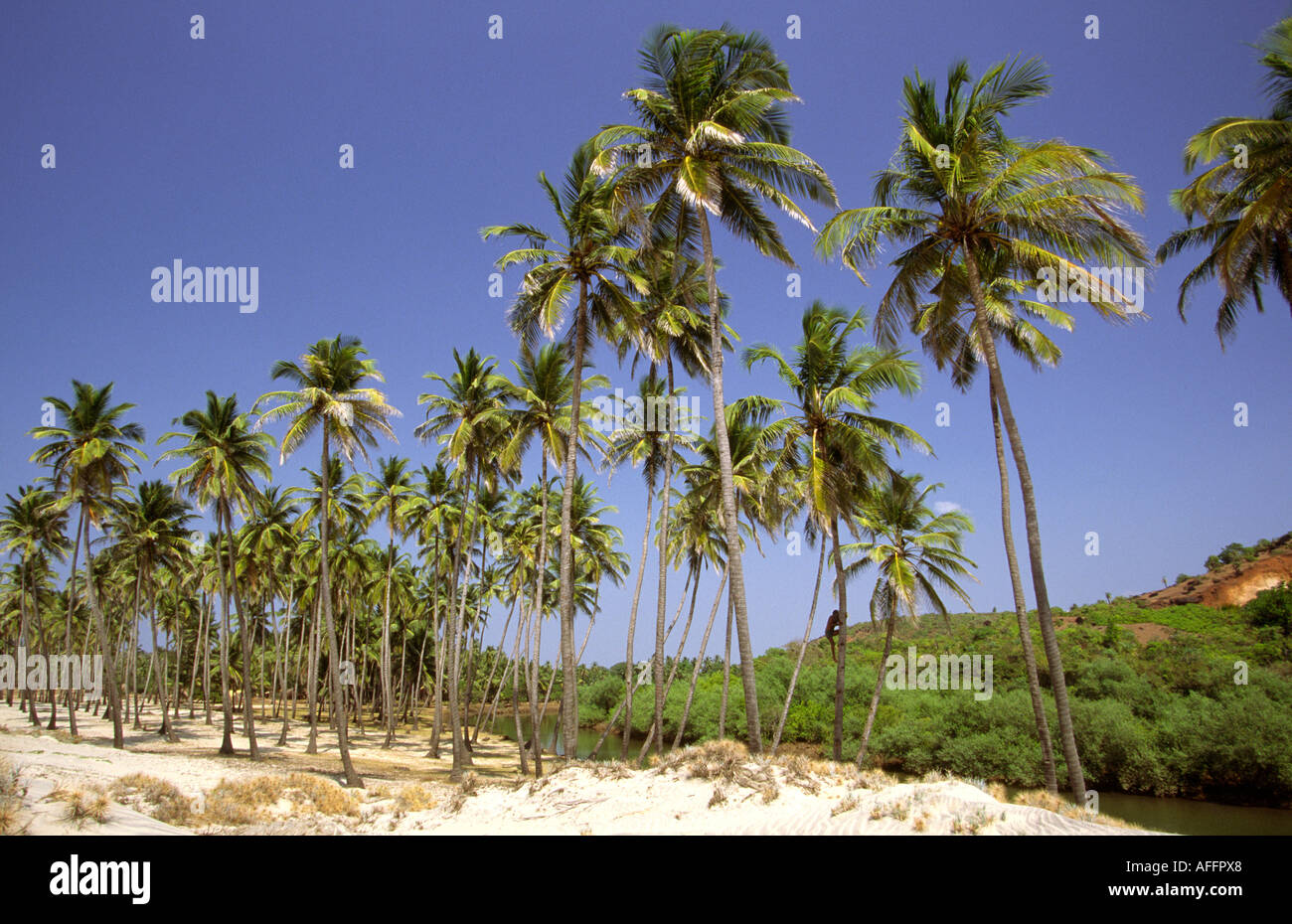 Indian man climbing coconut tree hi-res stock photography and images ...