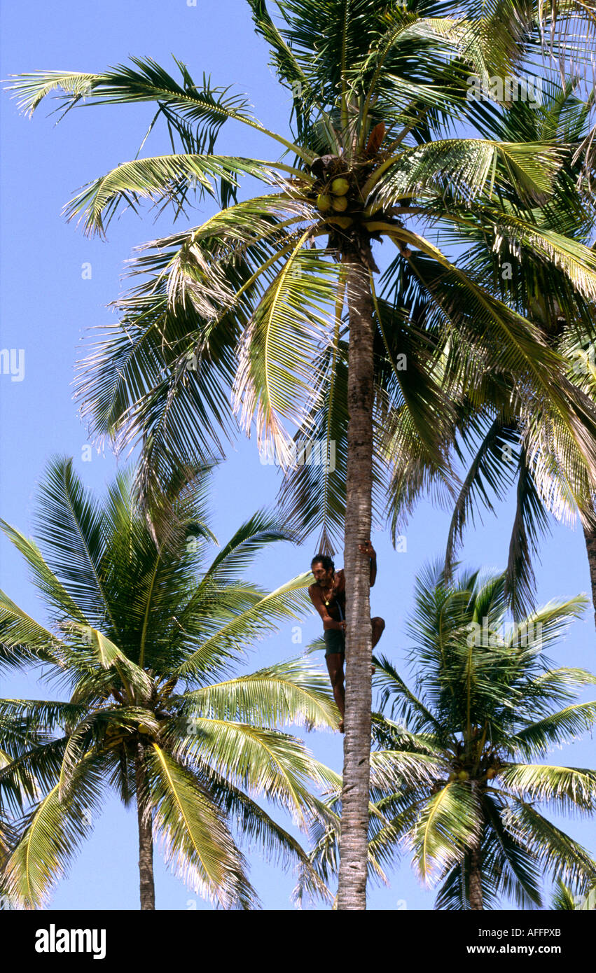 Goa toddy tapper hi-res stock photography and images - Alamy