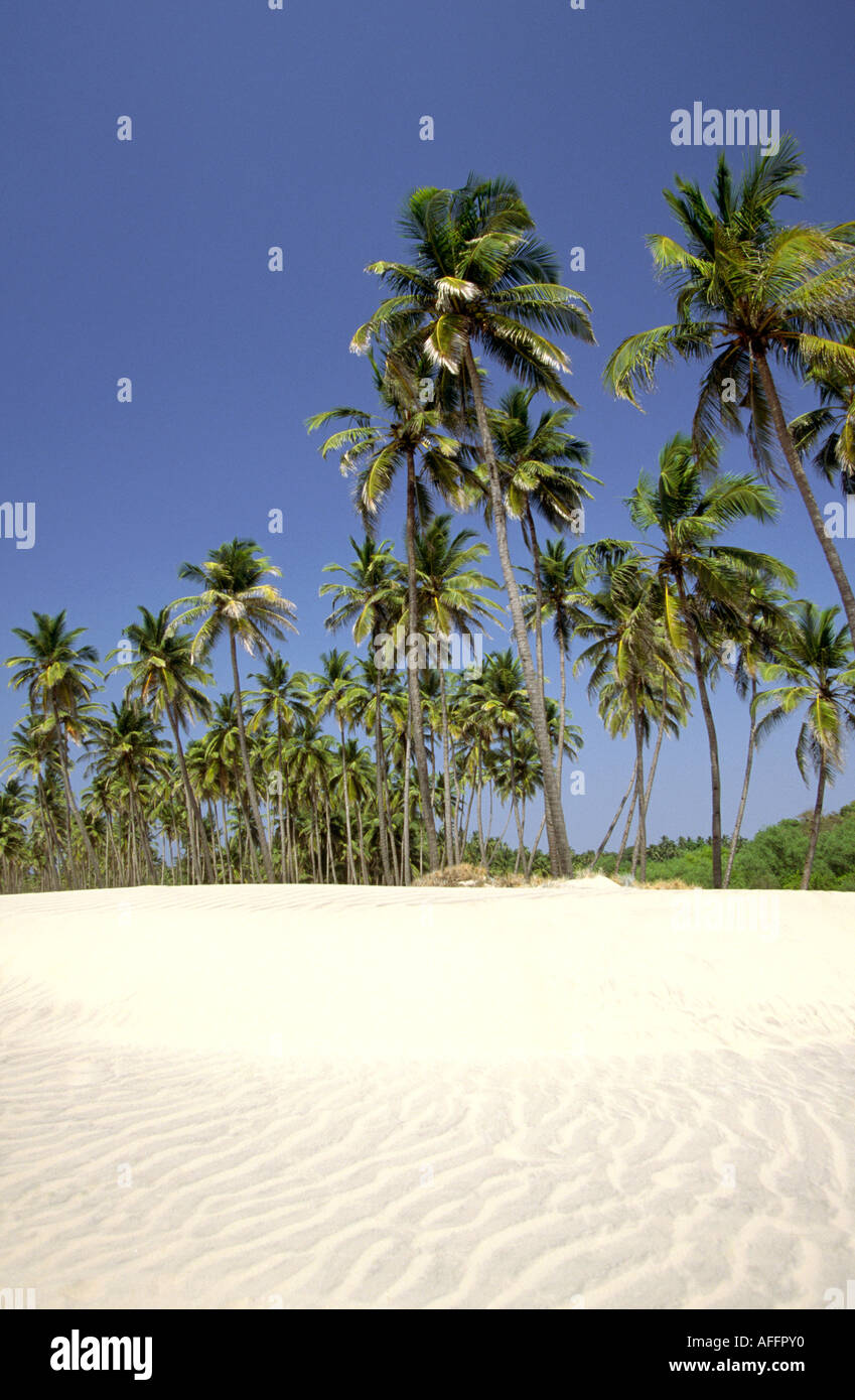 India Goa Mandrem empty palm fringed white sand beach Stock Photo - Alamy