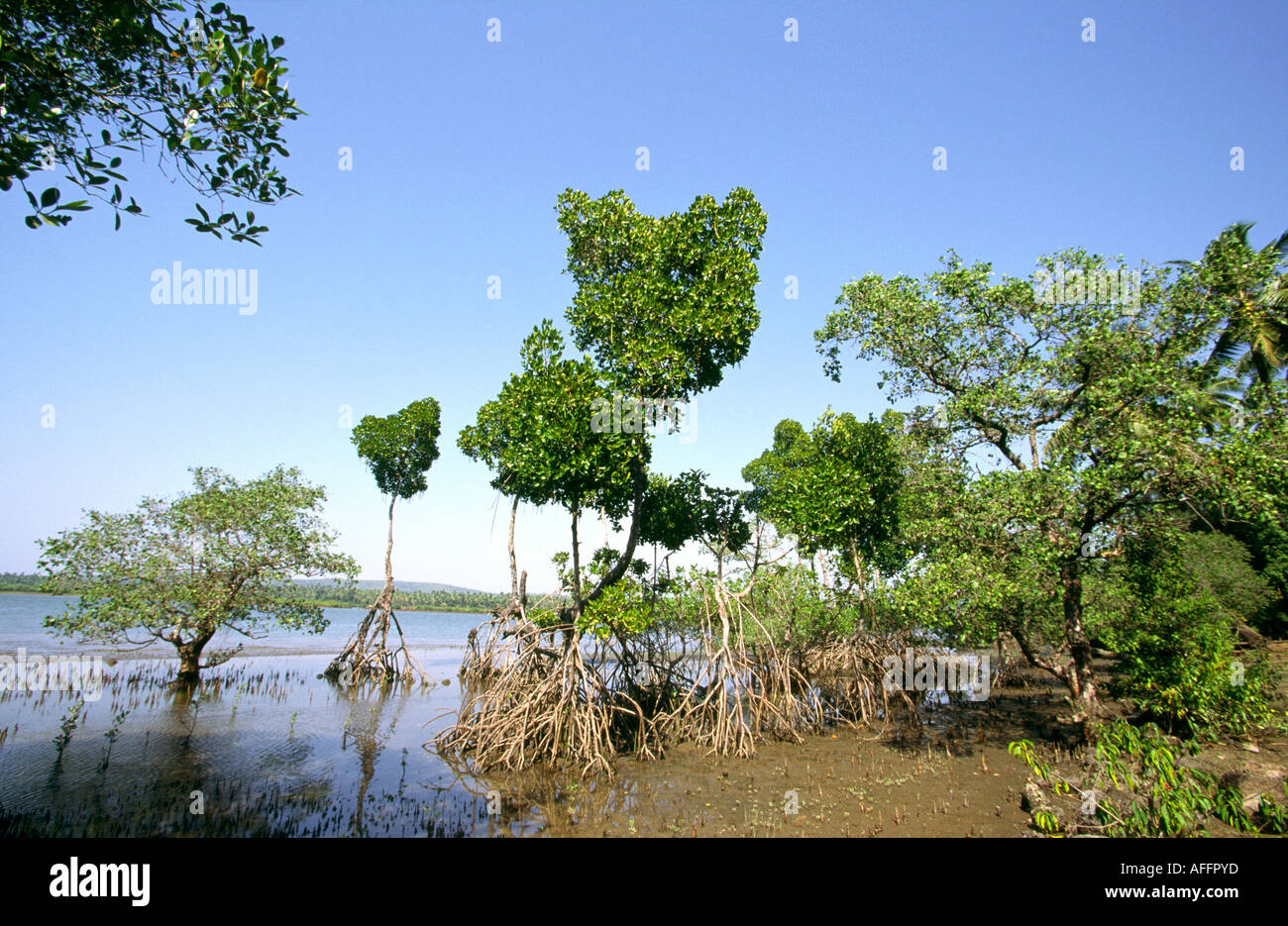 India Goa Querim coastal mangroves on Tiracol River Stock Photo - Alamy