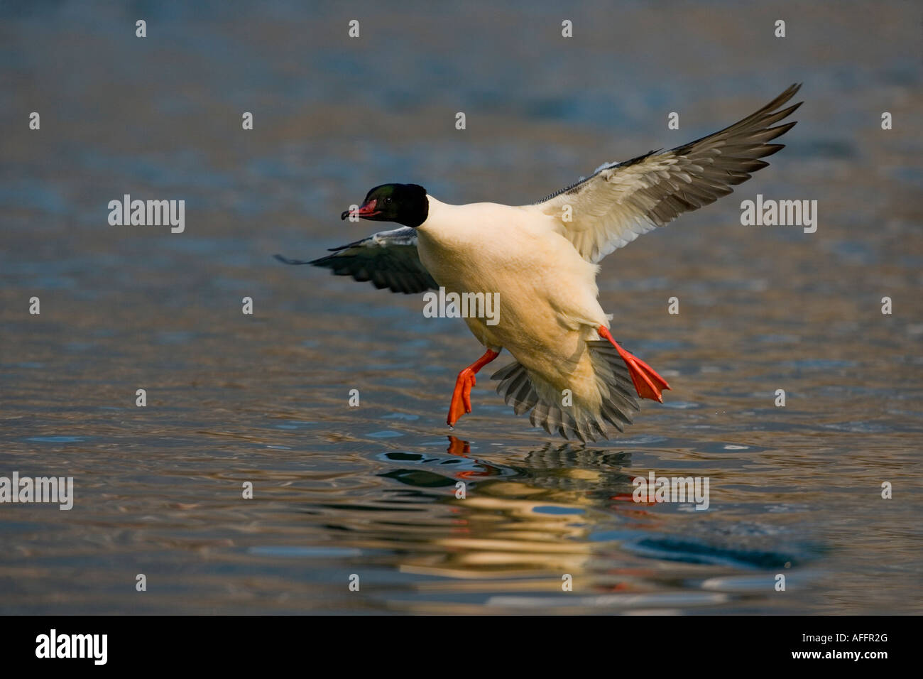 GOOSANDER Mergus merganser Male in flight Switzerland Stock Photo - Alamy