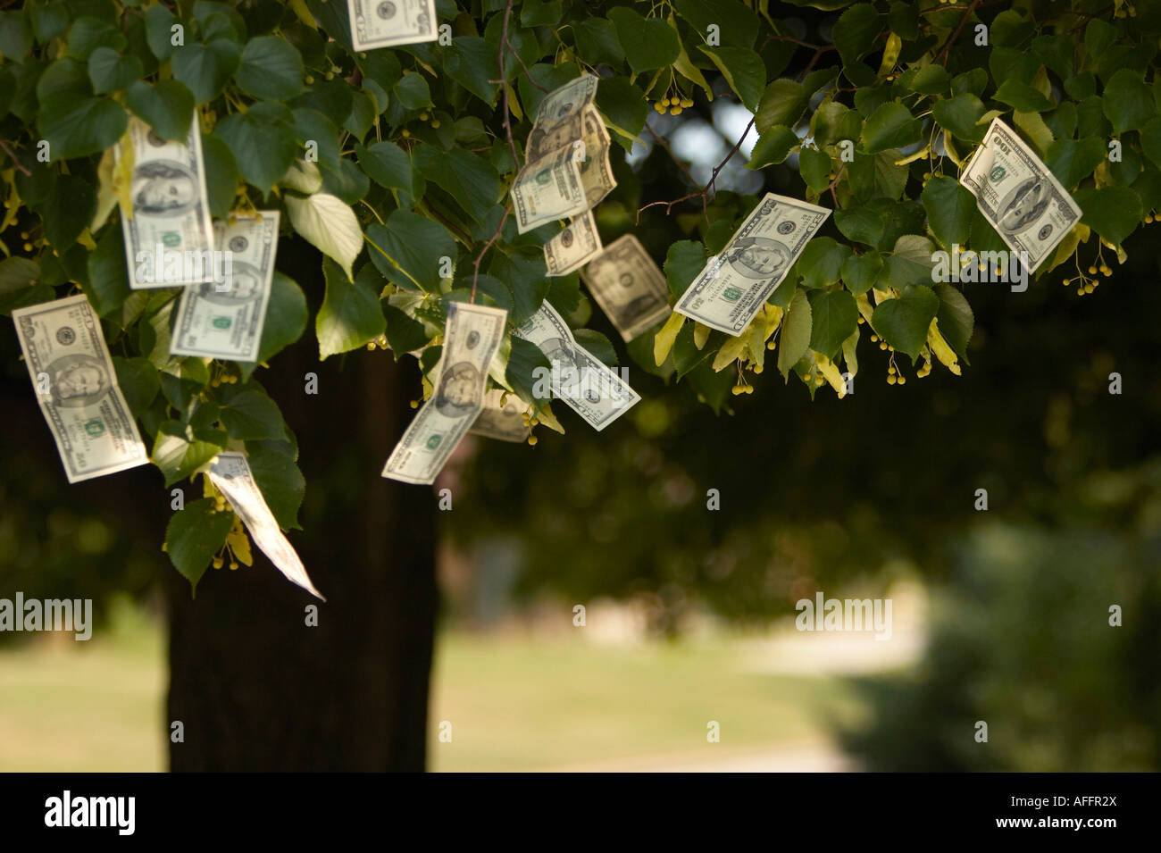 A photograph illustrating the opposite of the phrase money doesn t grow ...