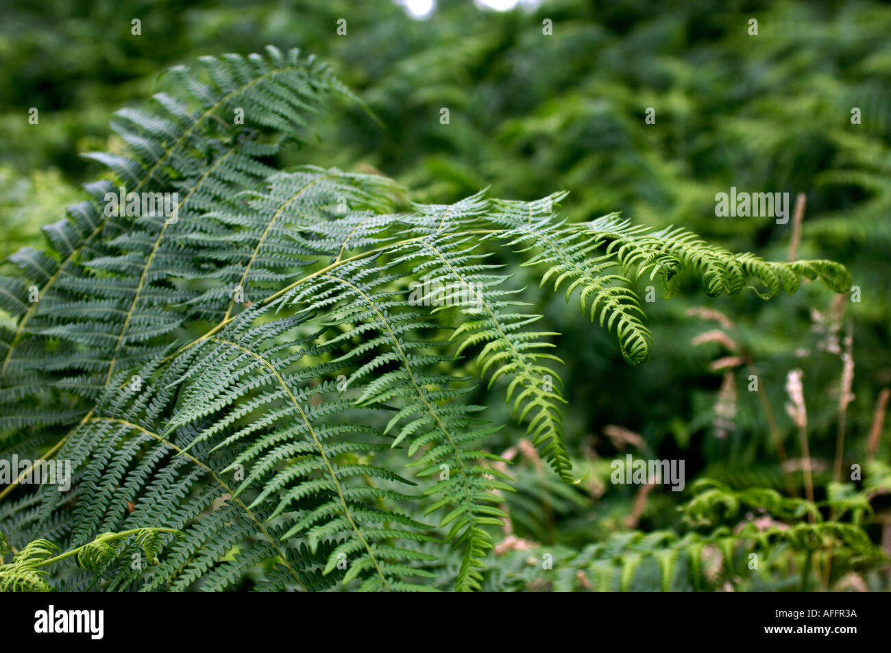 Fern leaves Pteridium aquilinum England UK Stock Photo - Alamy