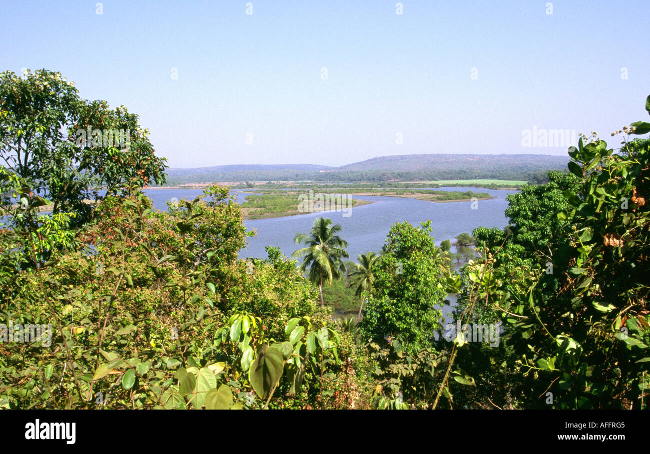 Mangrove maharashtra hi-res stock photography and images - Alamy