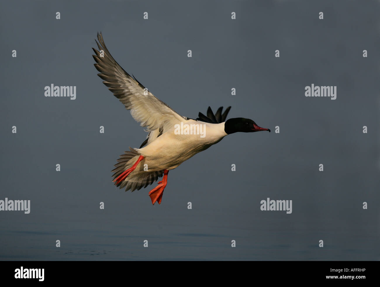 GOOSANDER Mergus merganser Male in flight Switzerland Stock Photo - Alamy