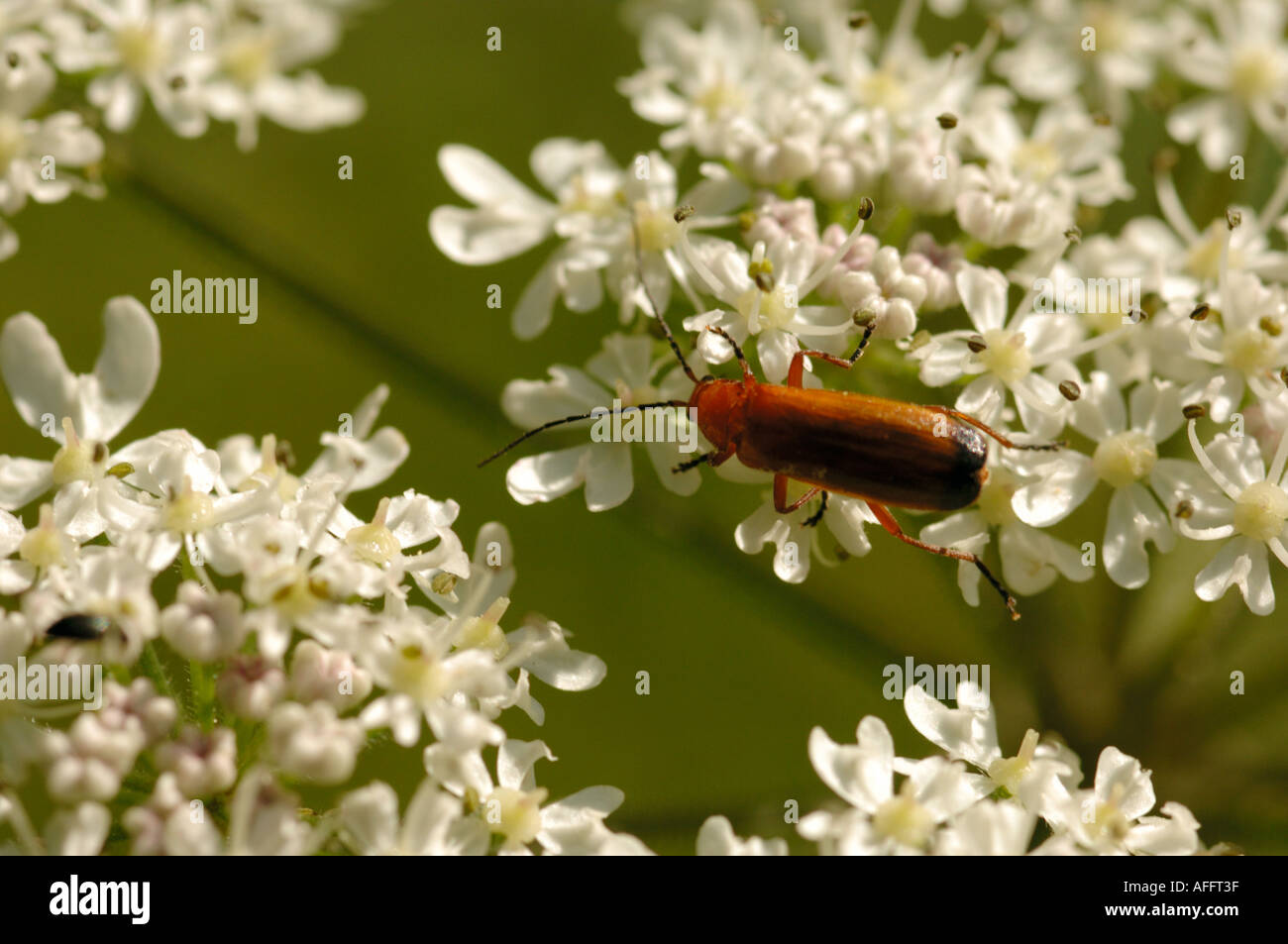 Beetle on flowers hi-res stock photography and images - Alamy