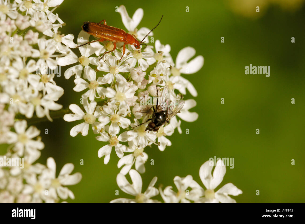Soldier beetle and fly on flowers of cow parley Anthriscus sylvestris ...