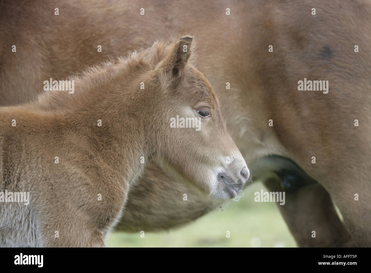 SCOTTISH ISLAND ISLAY One day old pony foal with its mother Stock Photo ...