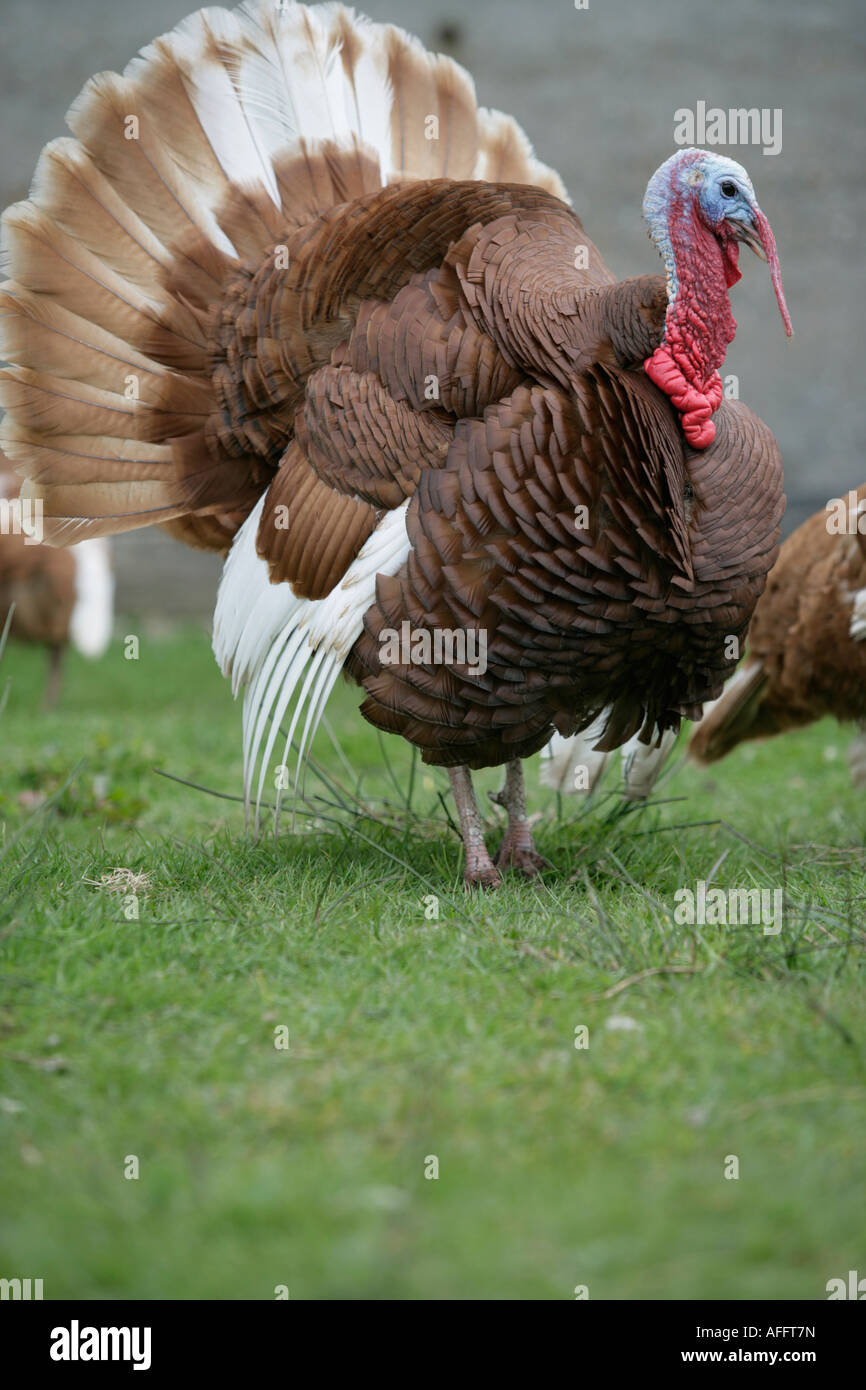 SCOTTISH ISLAND ISLAY Turkey Stock Photo - Alamy