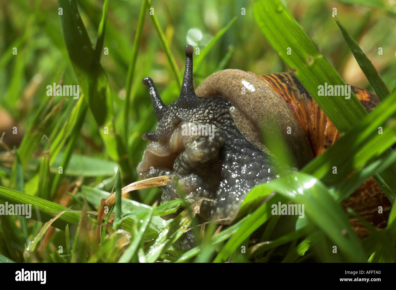 Gargen hi-res stock photography and images - Alamy