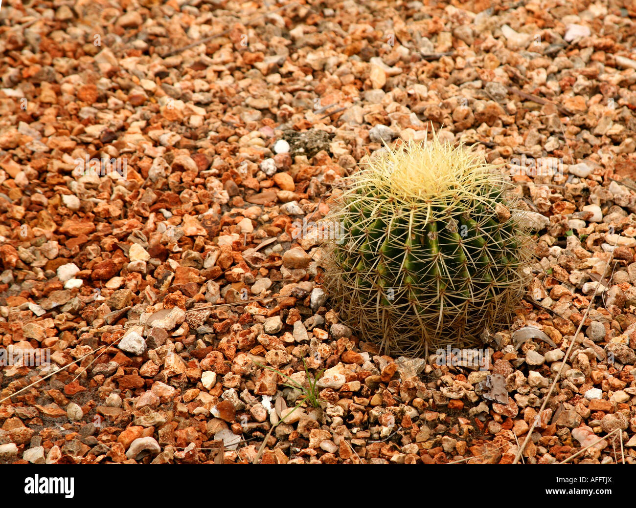 Small sphere shaped cactus on a small gravel desert floor Stock Photo ...