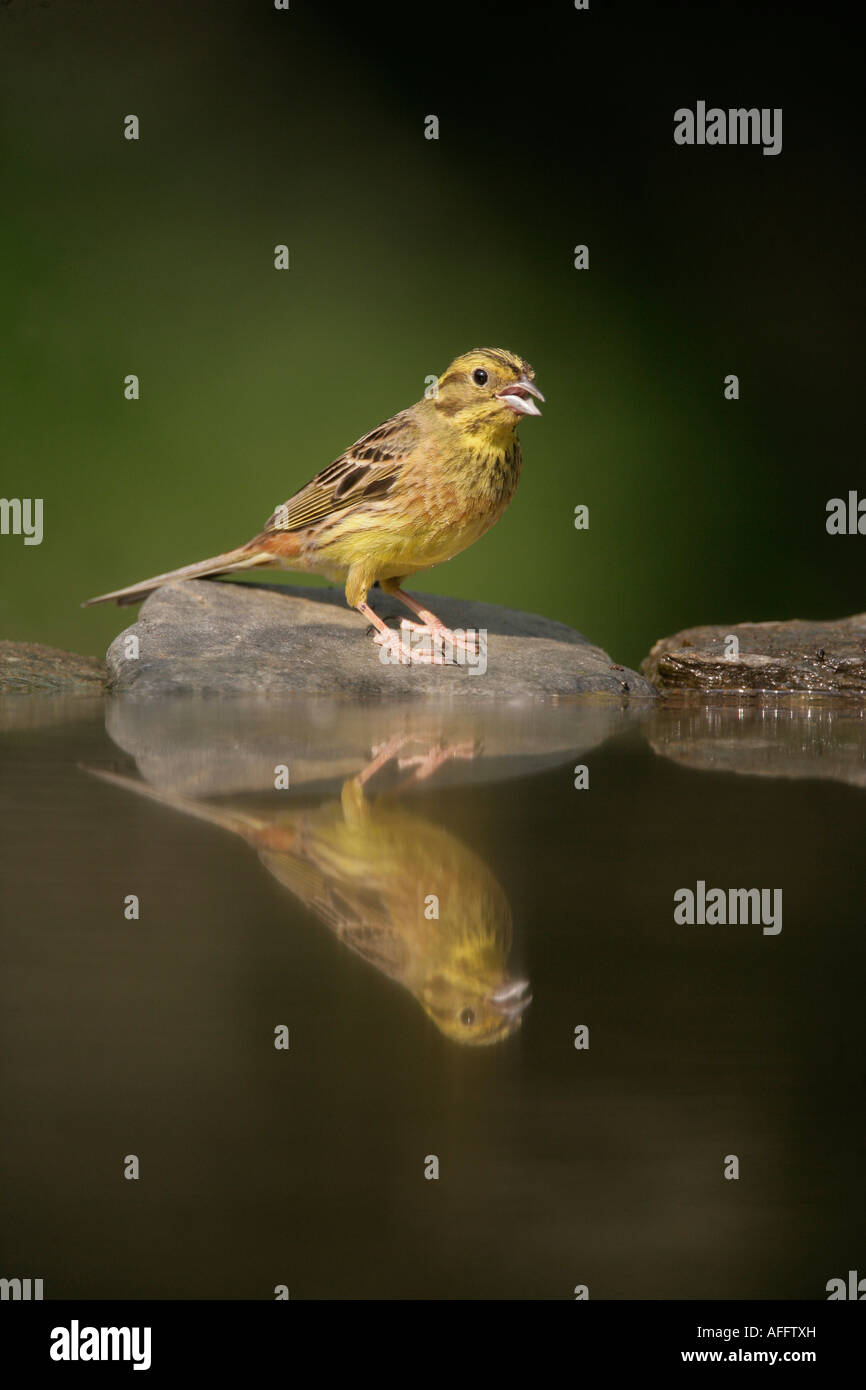 Female yellowhammer uk hi-res stock photography and images - Alamy