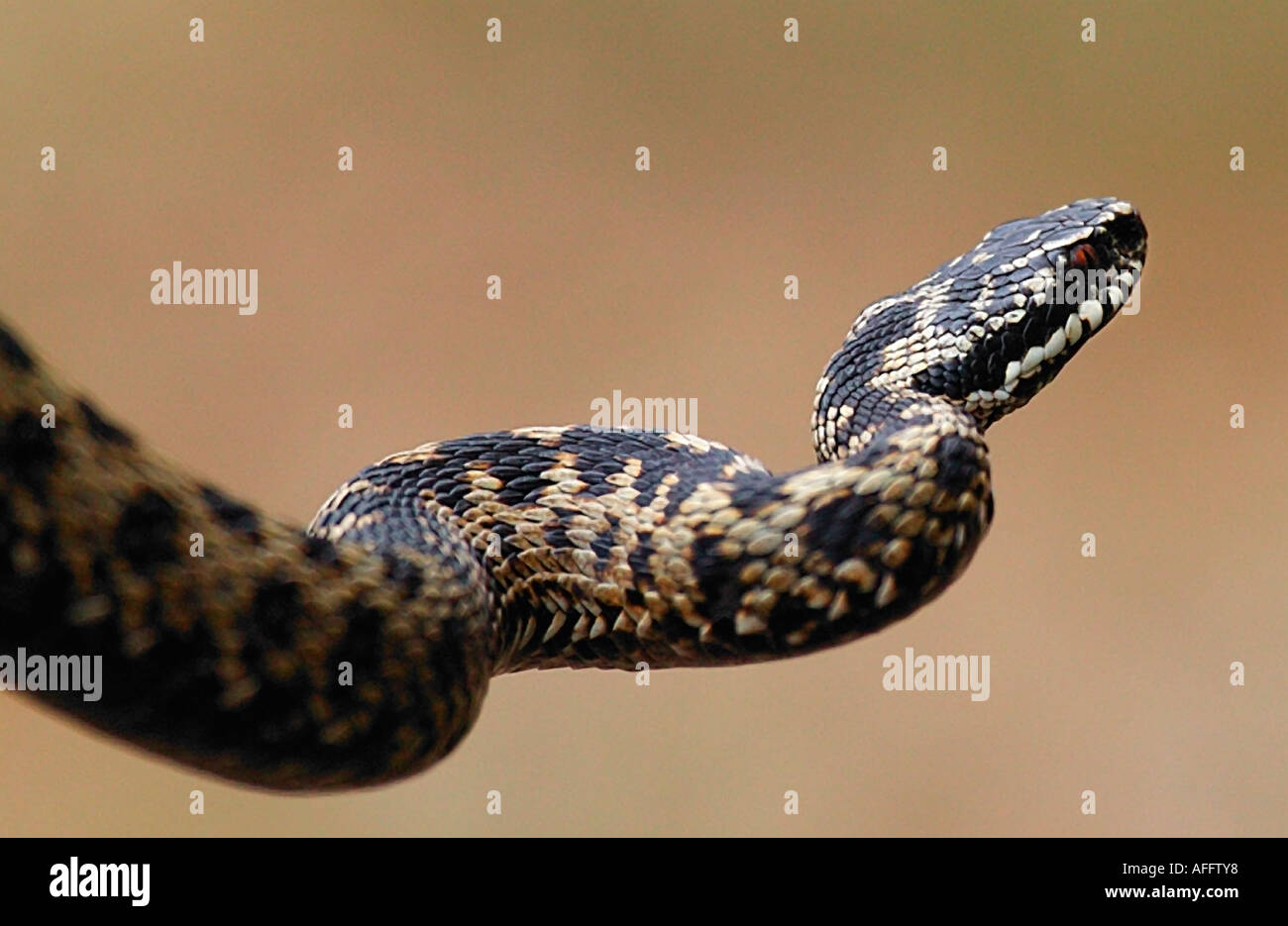 Diamond pattern snake hi-res stock photography and images - Alamy