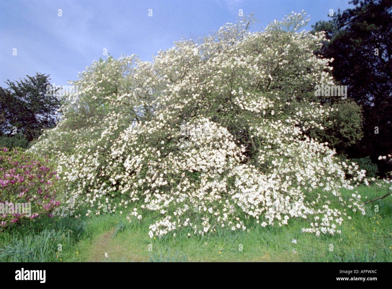 Corbus hi-res stock photography and images - Alamy