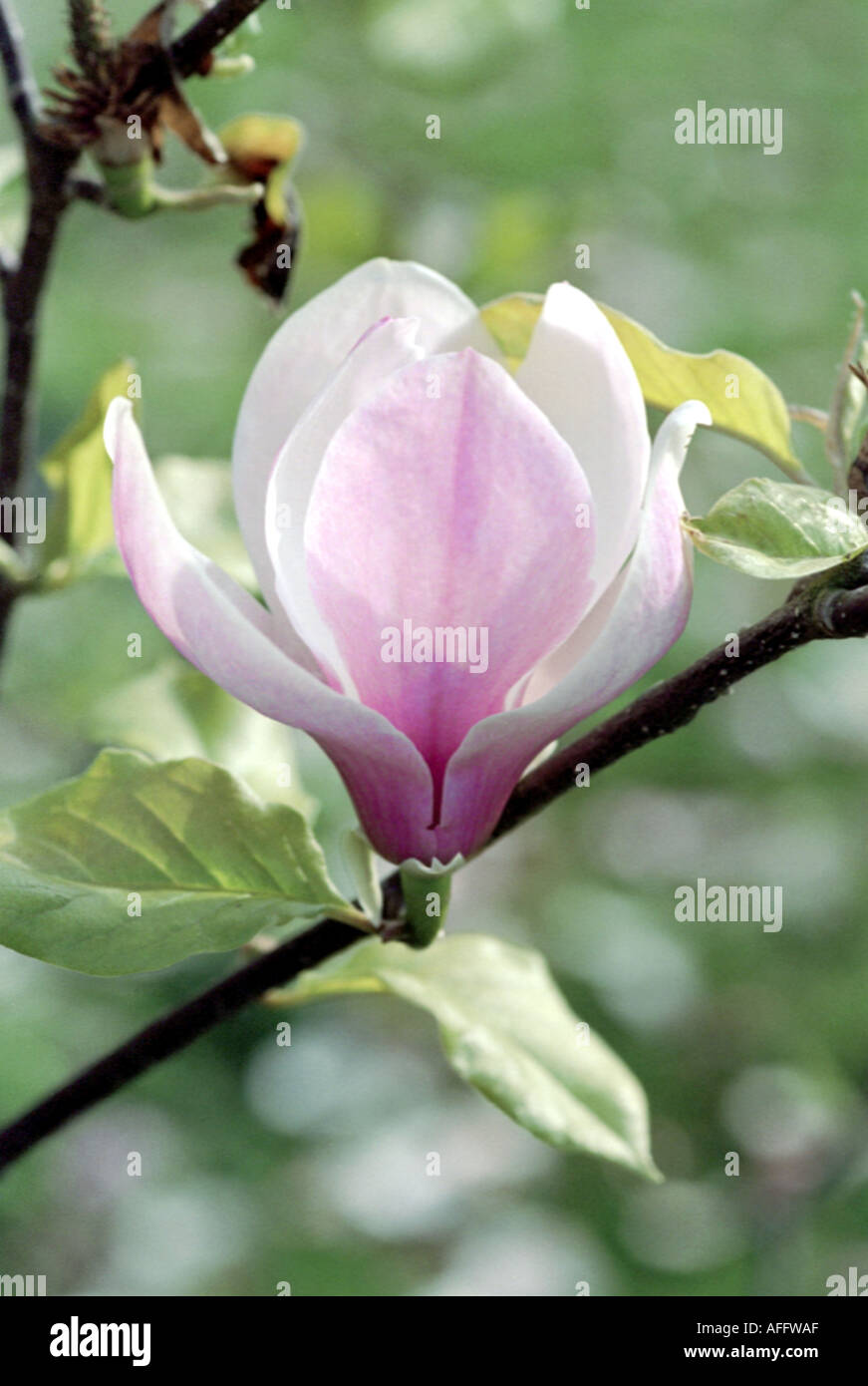 Magnolia Flower Magnoliaceae Stock Photo - Alamy
