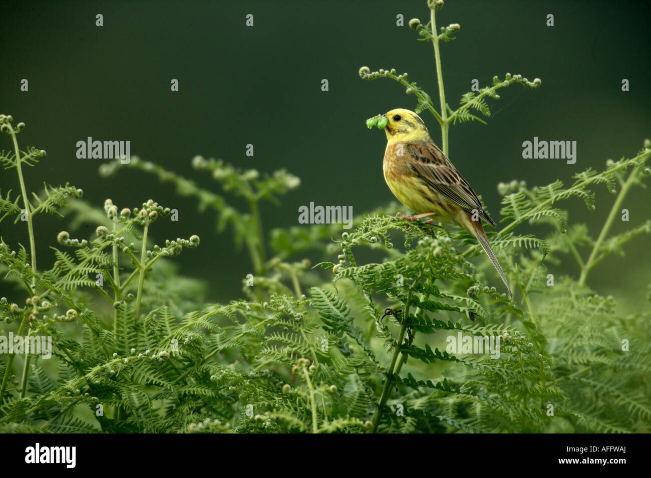 Yellowhammer Emberiza citrinella Staffordshire Male Stock Photo - Alamy