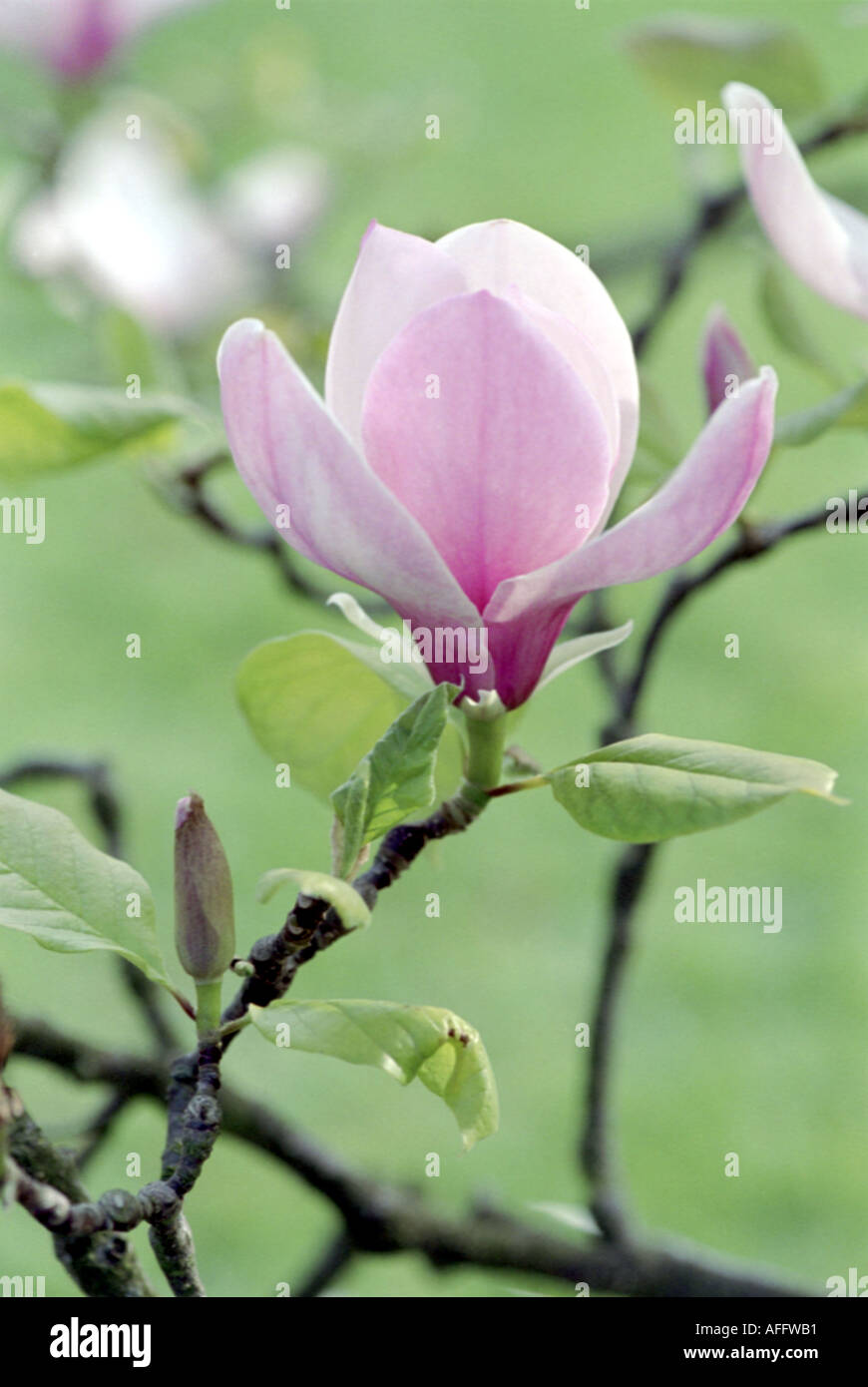 Magnolia Flower, Magnoliaceae Stock Photo - Alamy