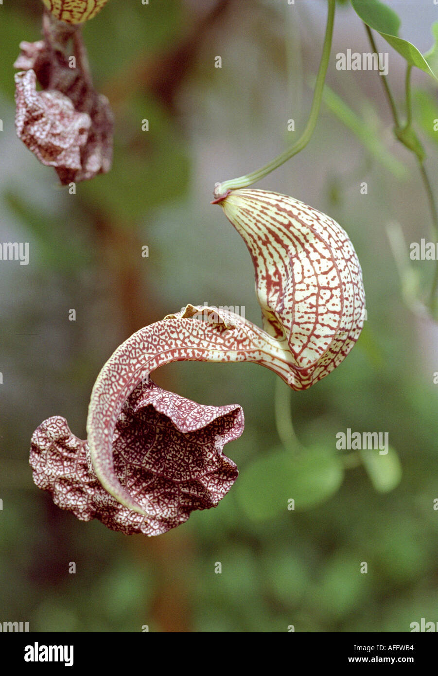 Calico Flower, Aristolochia littoralis, Aristolochiaceae Stock Photo ...