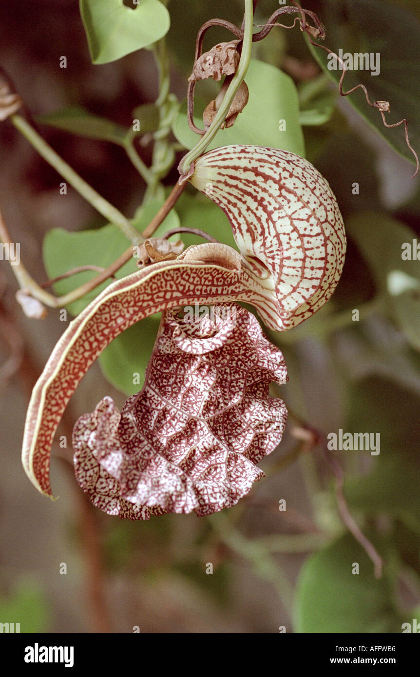 Calico Flower, Aristolochia littoralis, Aristolochiaceae Stock Photo ...