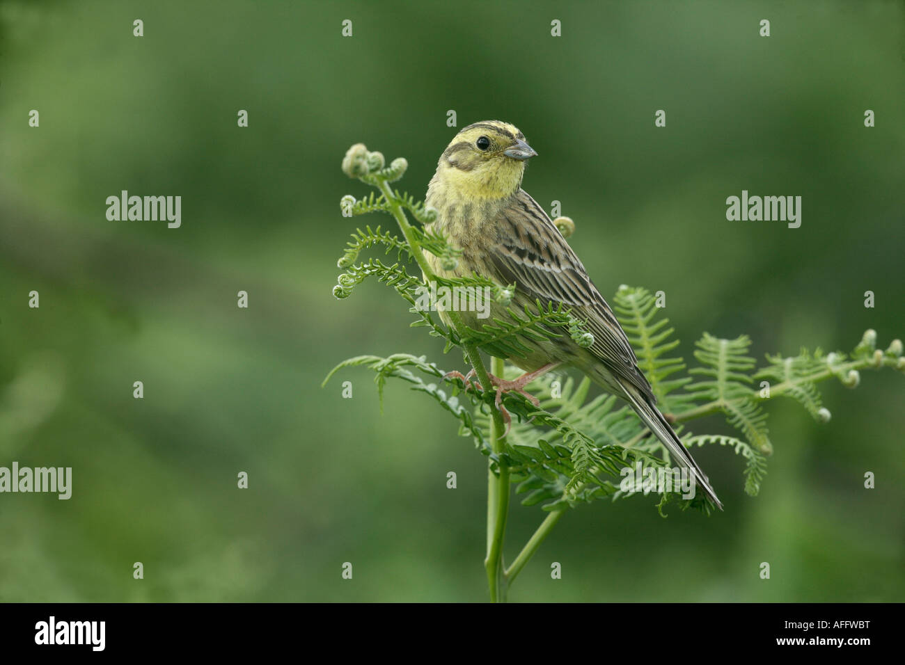 Female yellowhammer hi-res stock photography and images - Alamy