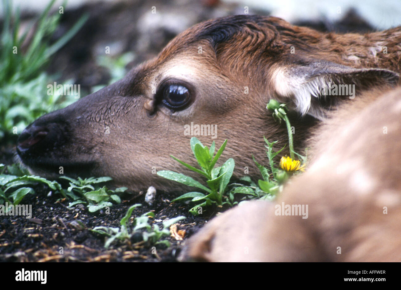 baby faun lieing among flowers in Jasper National Park,Canada Stock ...
