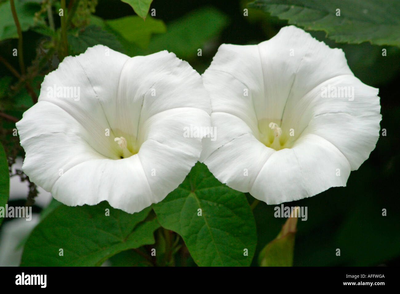 Bindweed vine hi-res stock photography and images - Alamy