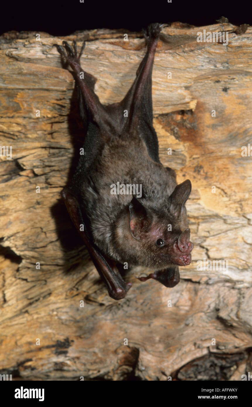 Leaf nosed bat phyllostomidae hi-res stock photography and images - Alamy