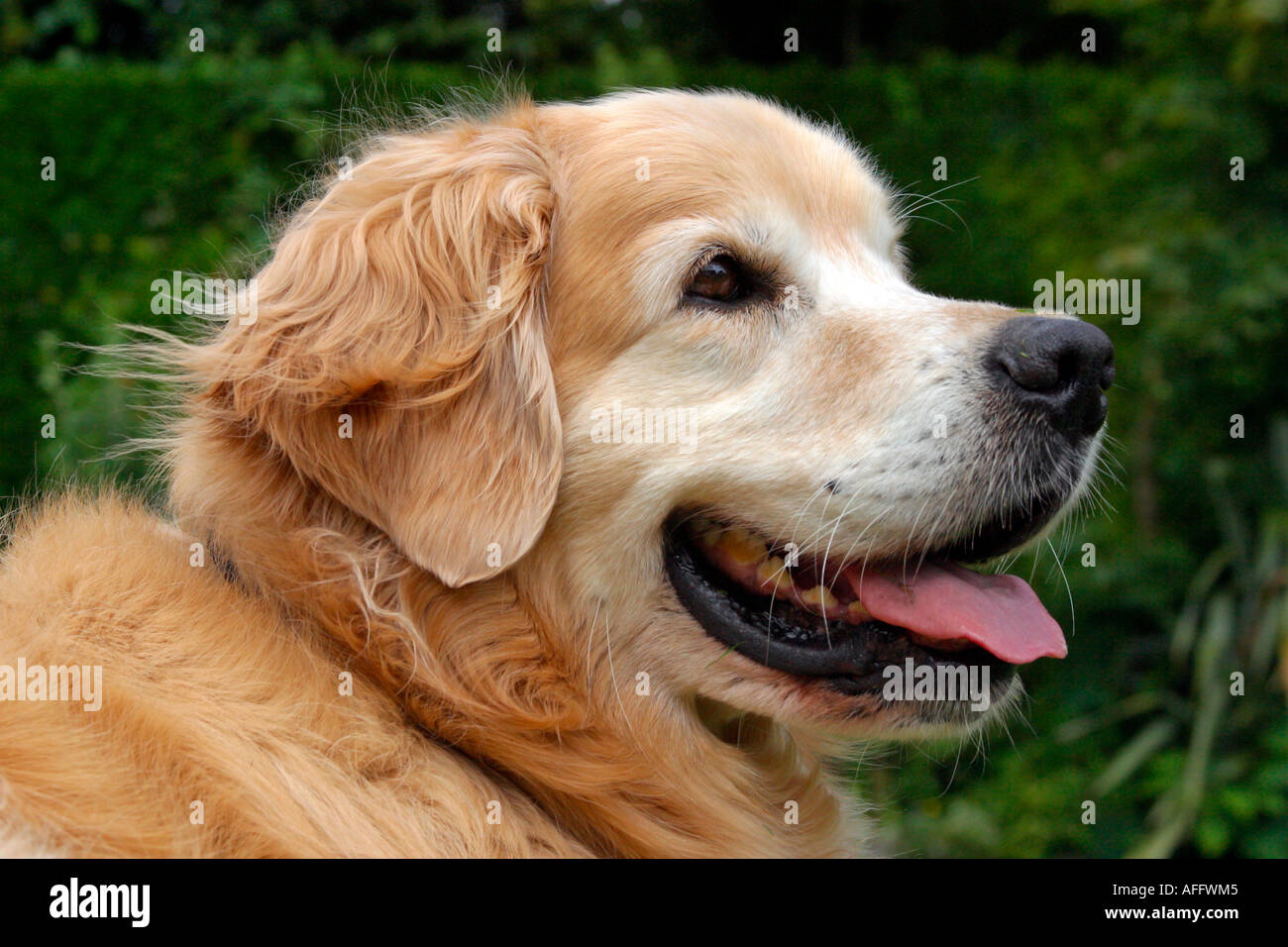 Male golden retriever profile hi-res stock photography and images - Alamy