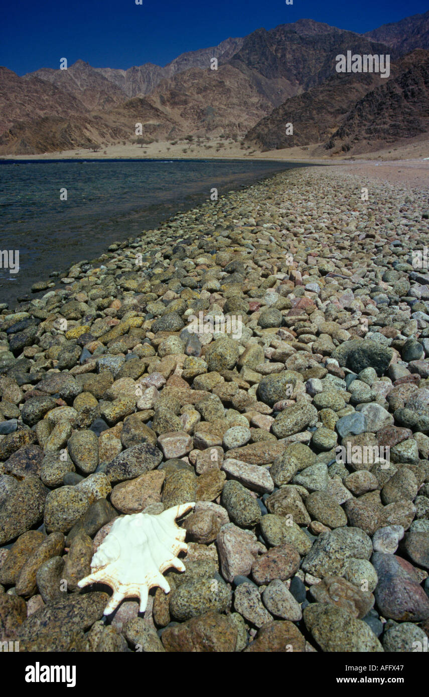 Saudi arabia sea shell hi-res stock photography and images - Alamy