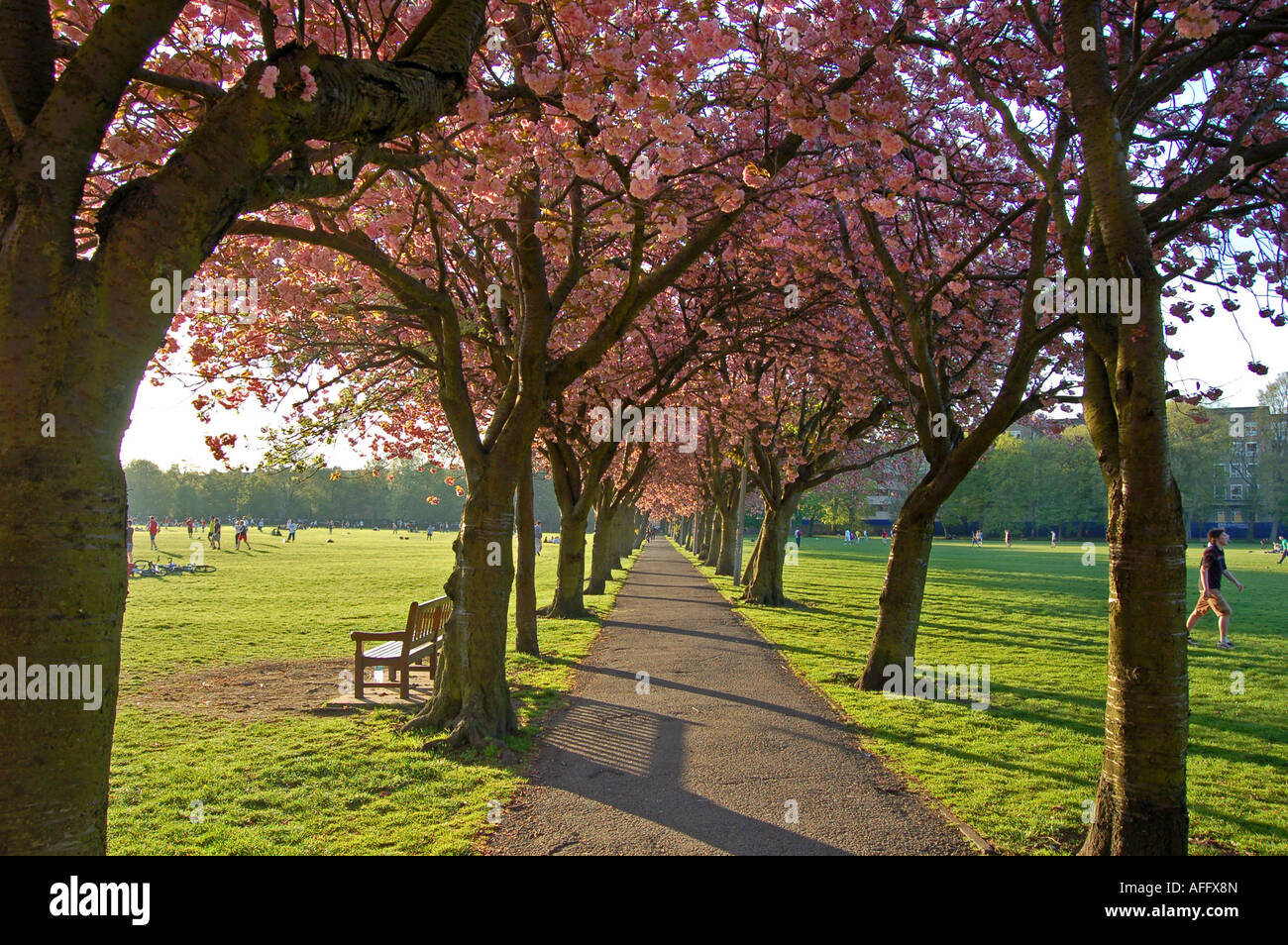 Meadows Edinburgh at sunset Stock Photo - Alamy