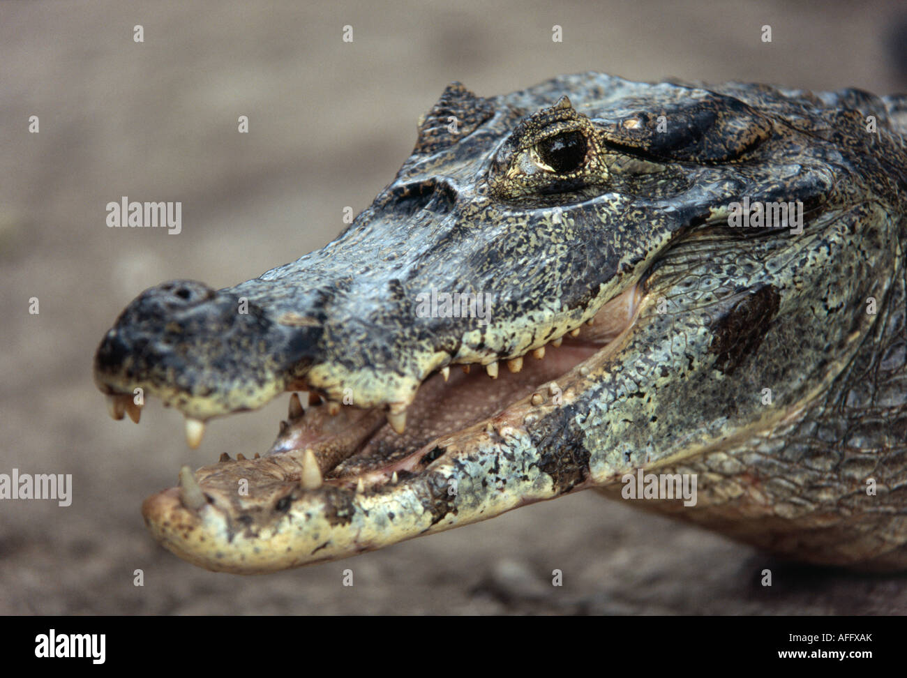 Amazonian caiman hi-res stock photography and images - Alamy