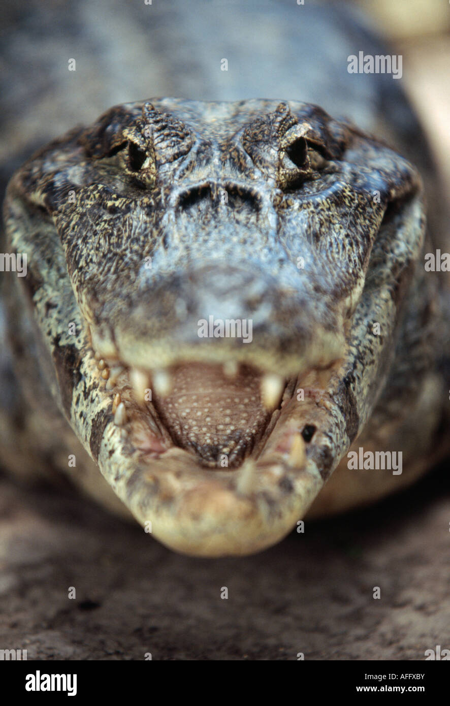 Amazonian caiman hi-res stock photography and images - Alamy