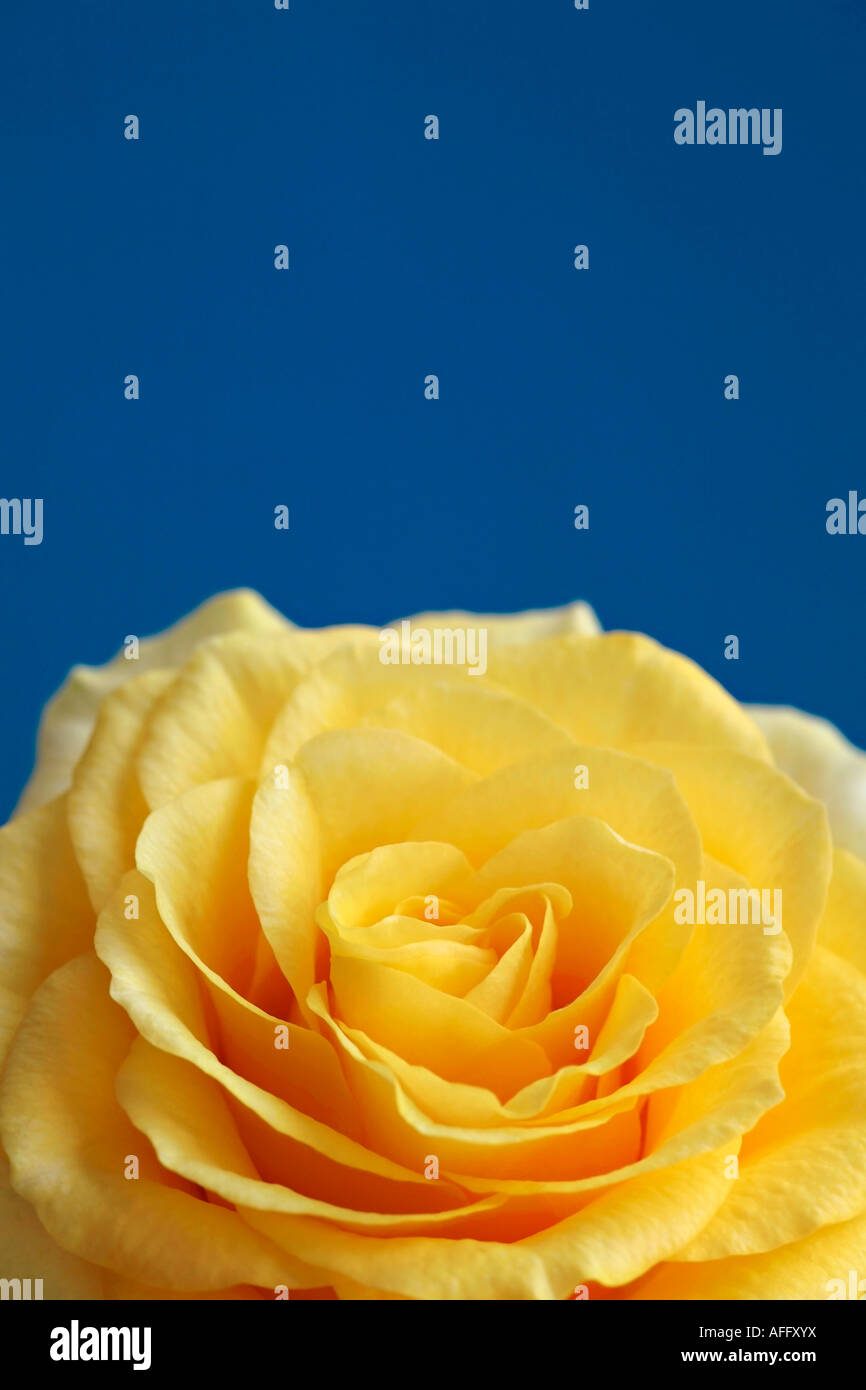 A single Yellow Rose against a plain blue background Stock Photo - Alamy