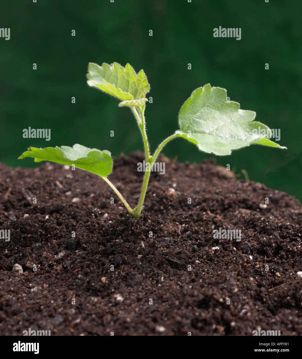 Birch seedling hi-res stock photography and images - Alamy
