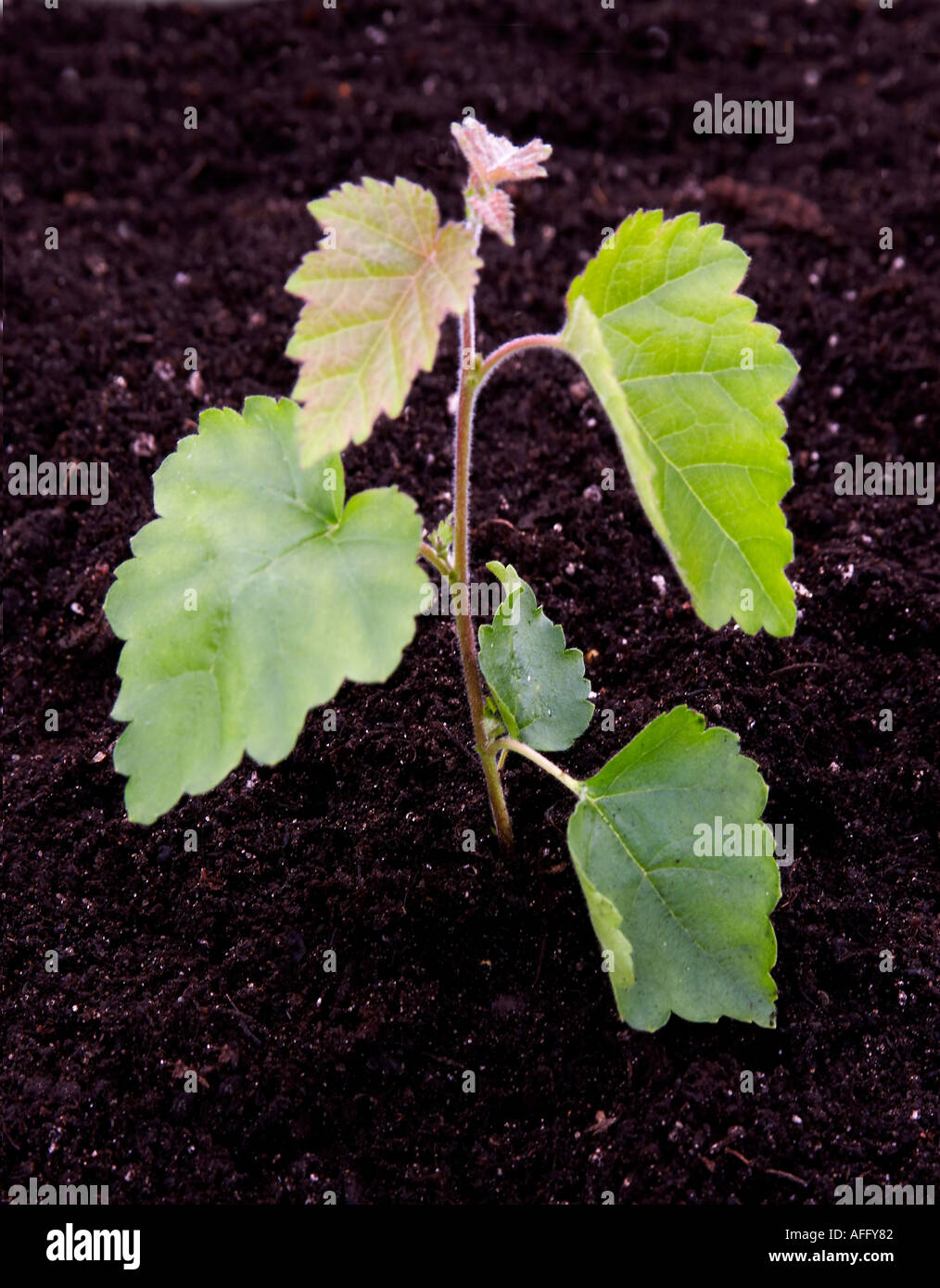 Birch seedling hi-res stock photography and images - Alamy