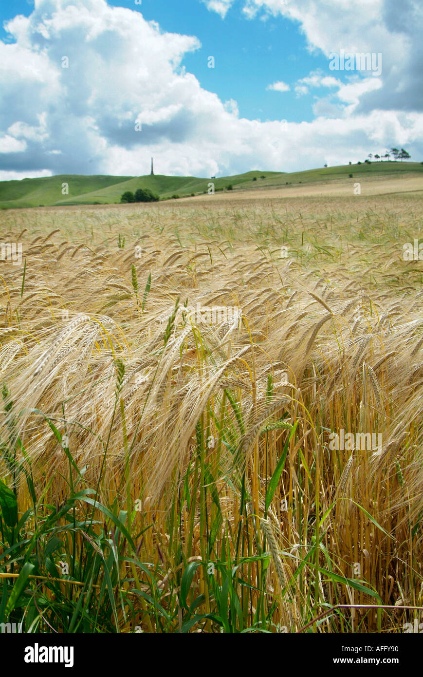 Wheat field England UK United Kingdom GB Great Britain EU European ...