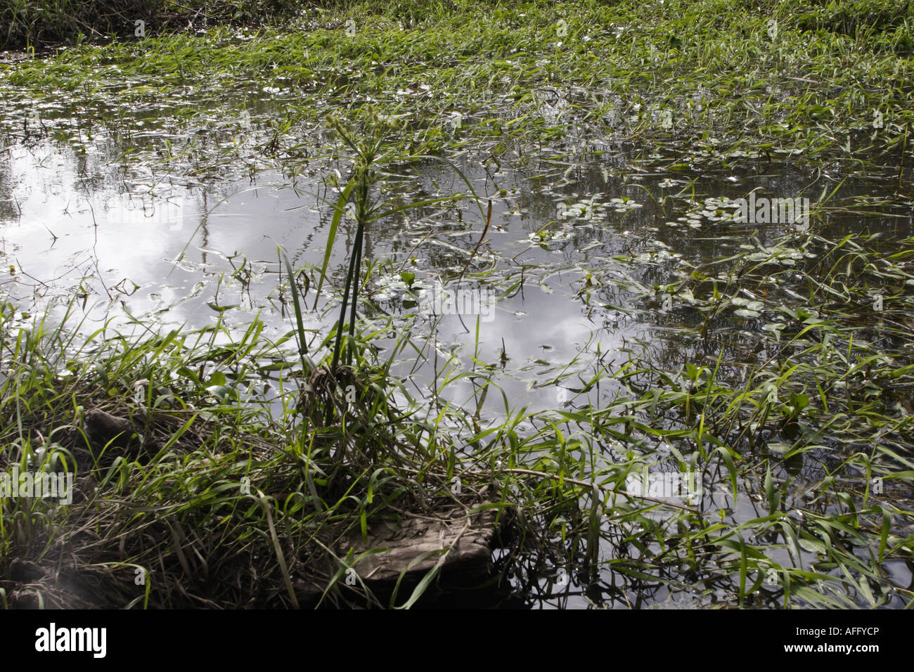 Marsh pond water shallow reproduction wetland wet pampa hi-res stock ...