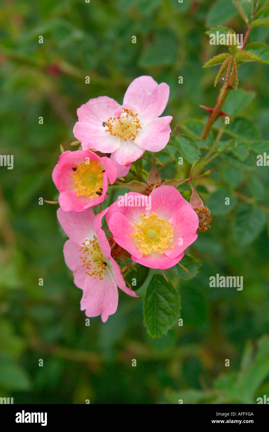 Pink Dog Rose (Rosa canina) in bloom Stock Photo - Alamy