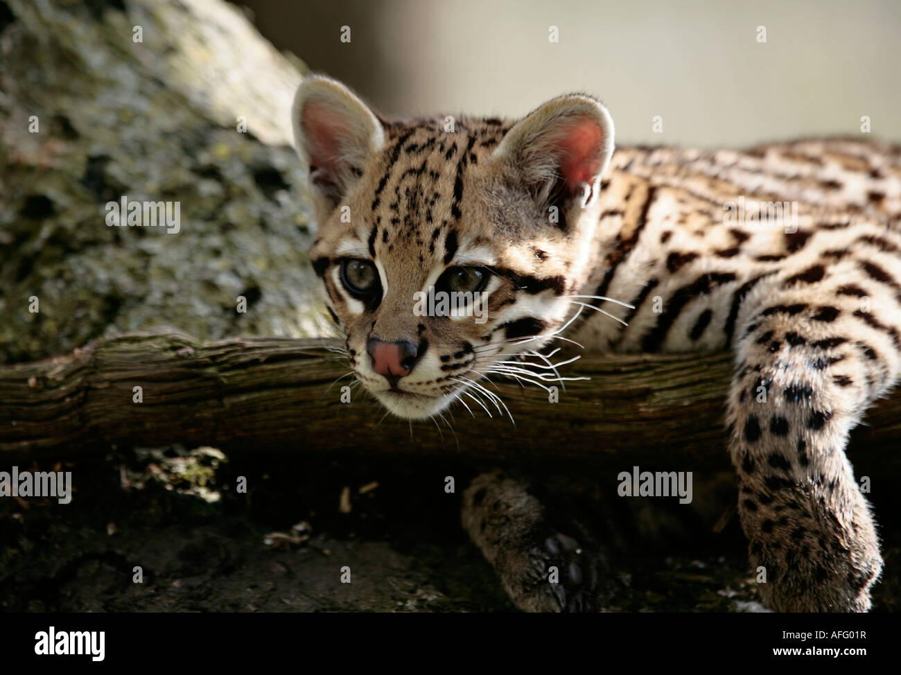 Young Ocelot (Leopardus pardalis) relaxing across a log Stock Photo - Alamy