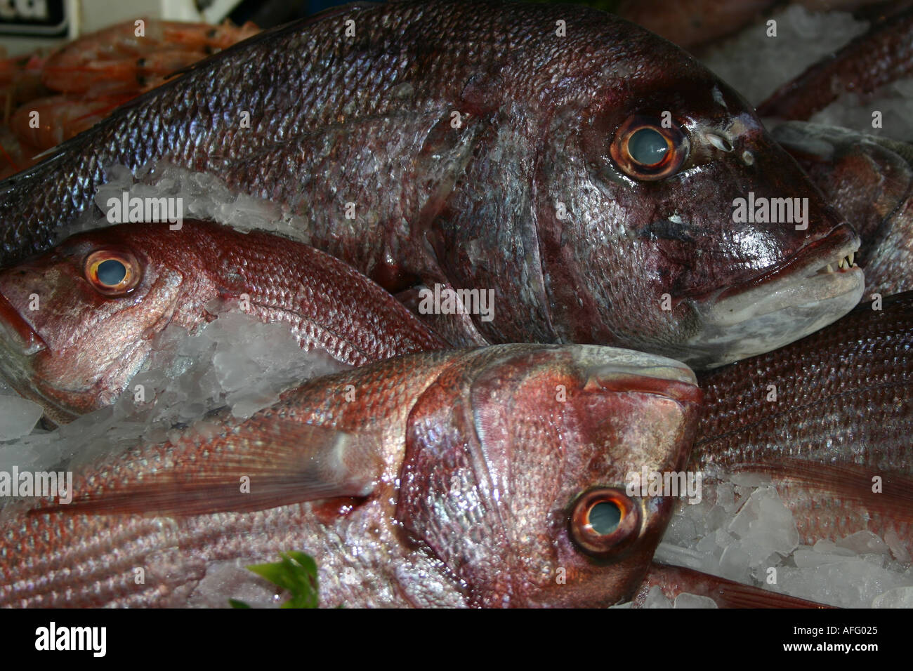 Malta Fish Fisch Stock Photo - Alamy