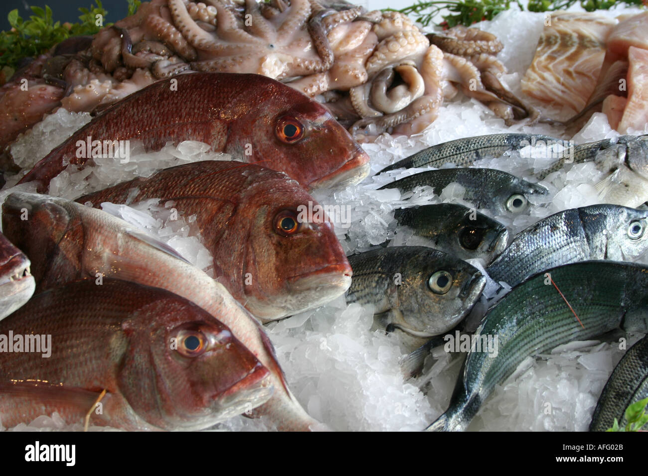 Malta Fish Fisch Stock Photo - Alamy