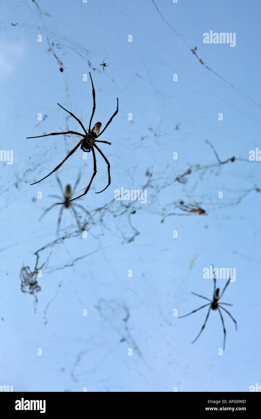 Spiders hanging on webs in Stone Town, Zanzibar Stock Photo - Alamy