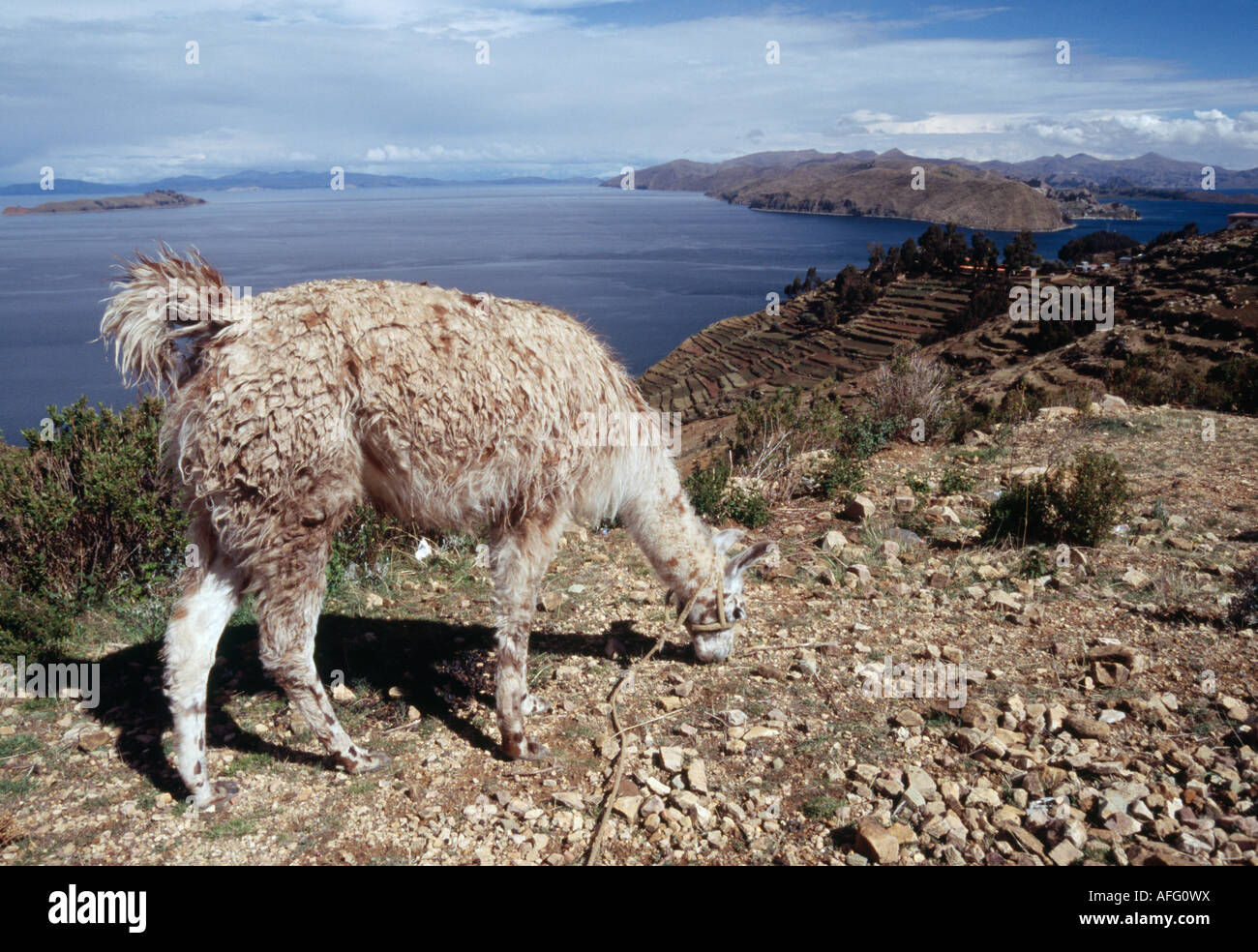 Llamas del sol hi-res stock photography and images - Alamy